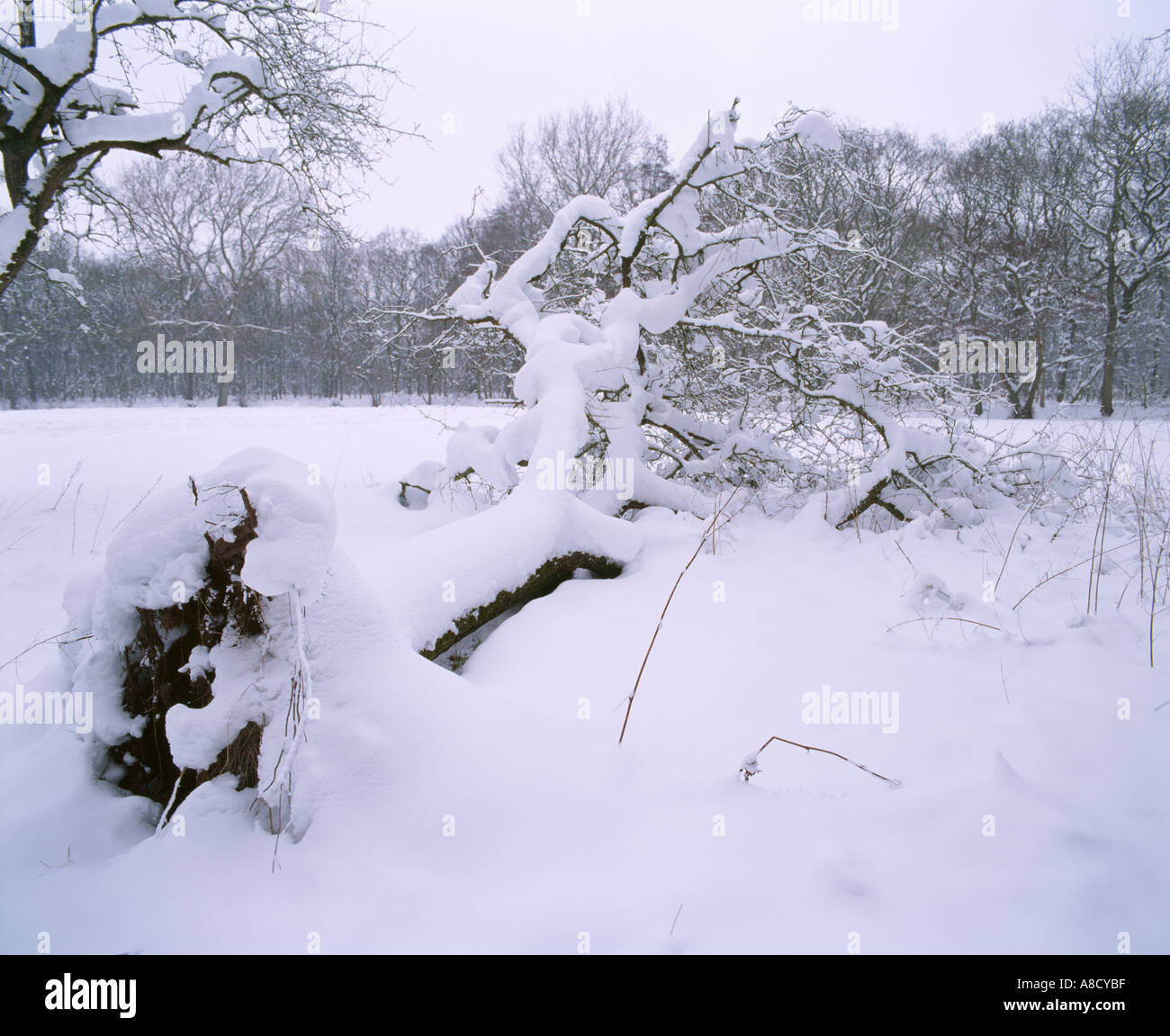 Fallen tree in unusually deep snow Friesland, The Netherlands Stock ...