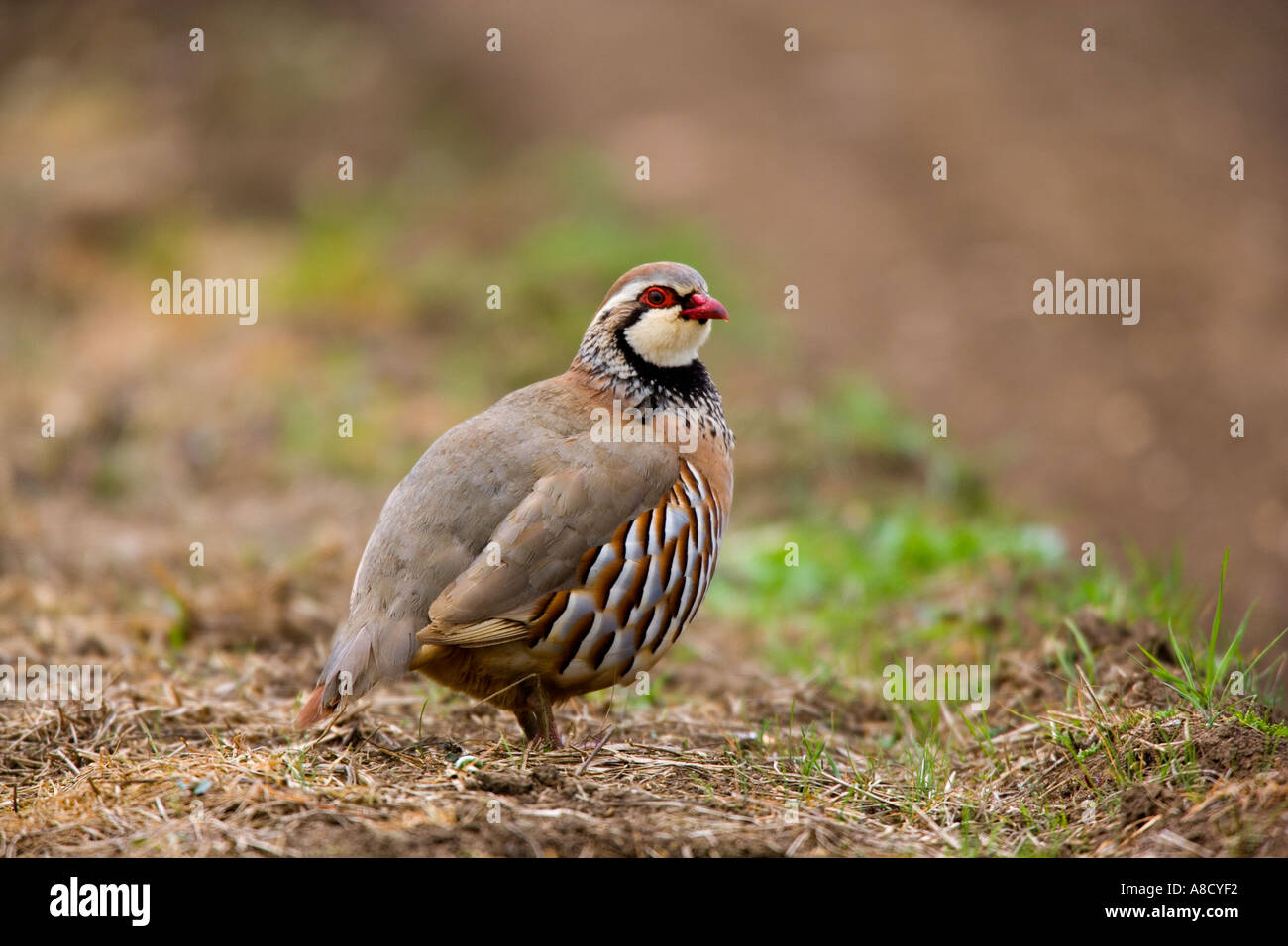 Red partridge uk hi-res stock photography and images - Alamy