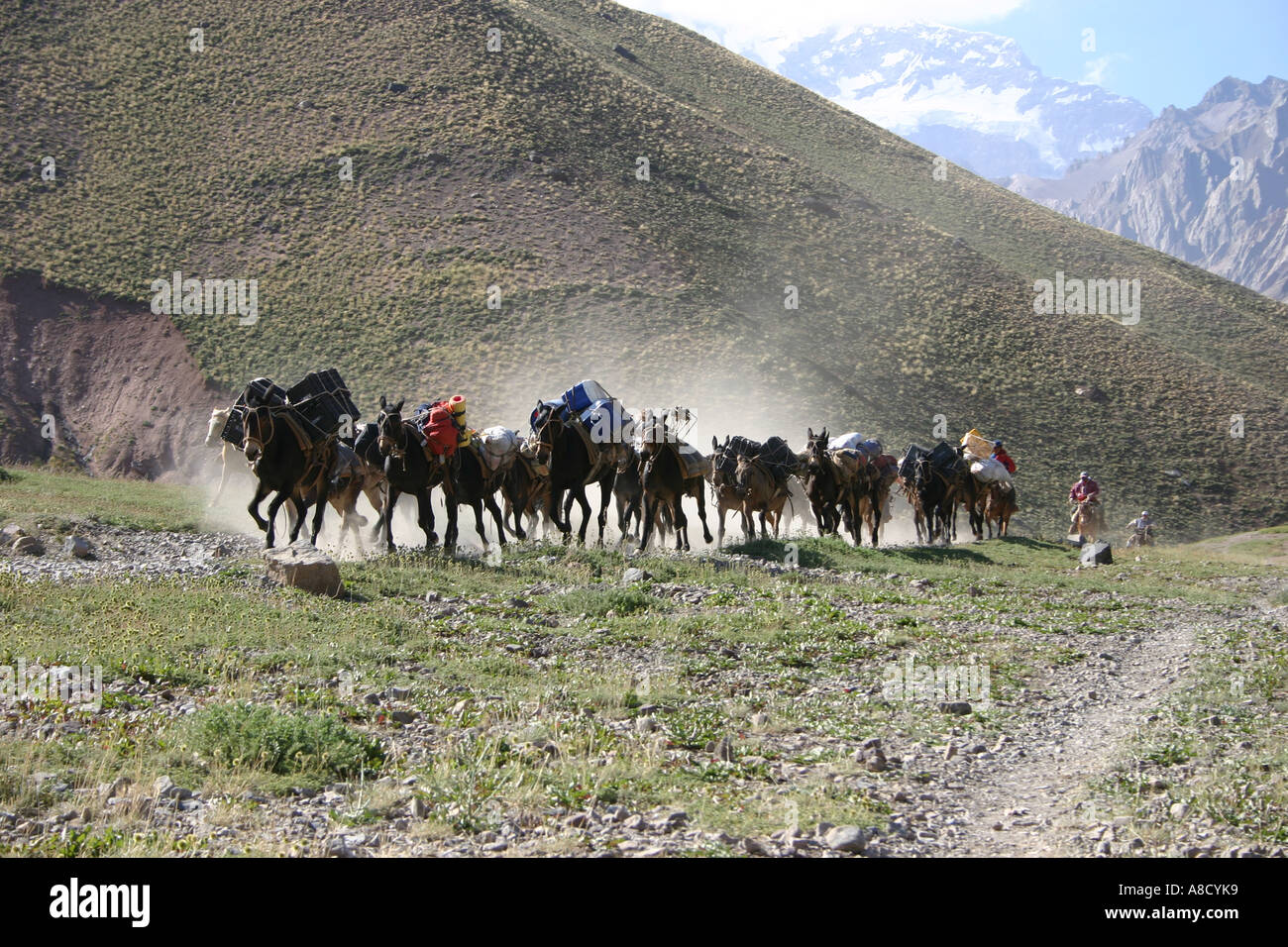 Group of mula mulas running at Plaza de Mulas Horcones Aconcagua ...