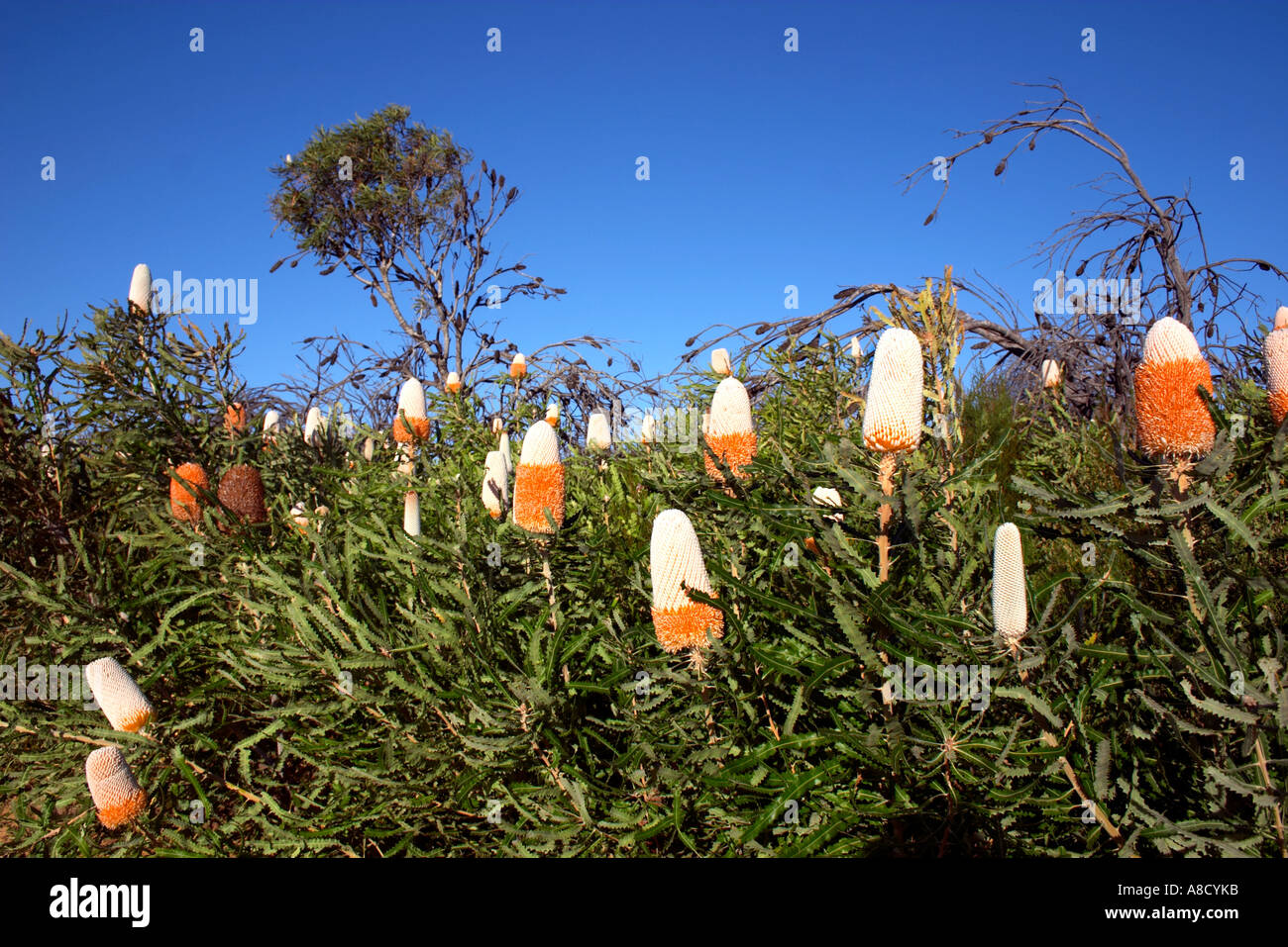 Orange banksia oblongifolia hi-res stock photography and images - Alamy