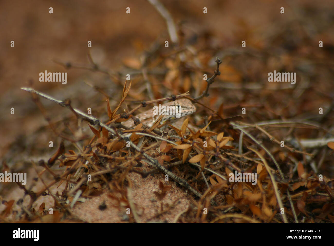 Spanish snake hi-res stock photography and images - Alamy