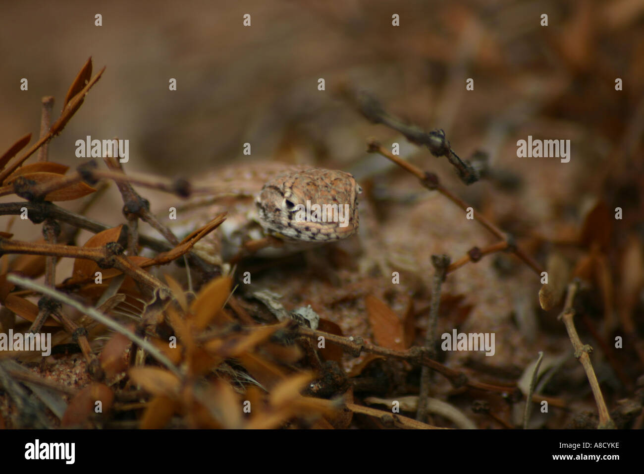 Snake head closeup Stock Photo - Alamy