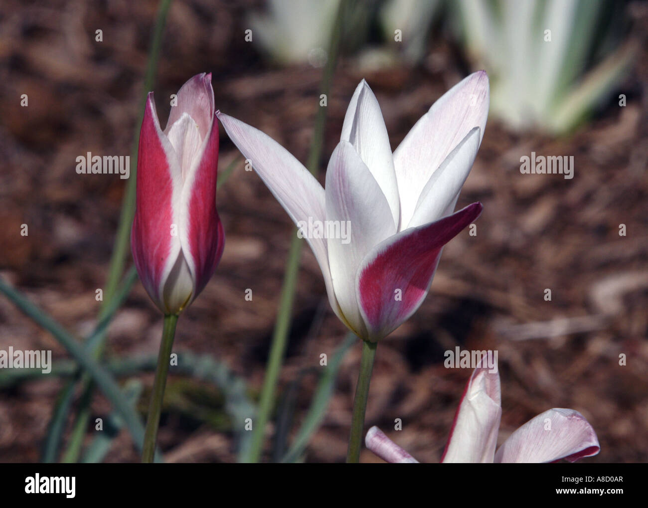 Fancy spring bulb hi-res stock photography and images - Alamy
