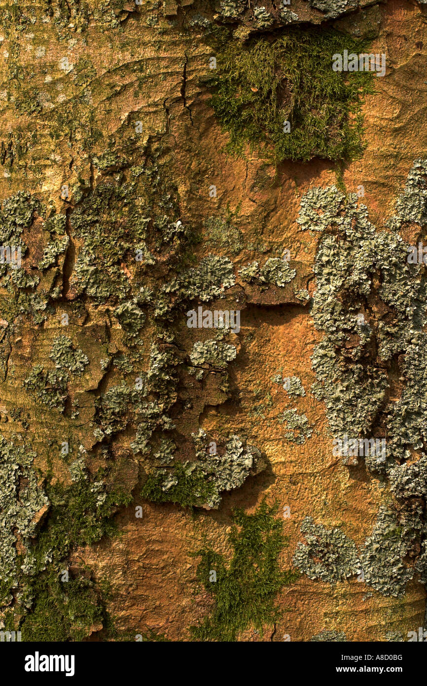 Tree bark, Marshaw Wyre, Forest of Bowland, Lancashire, UK Stock Photo ...