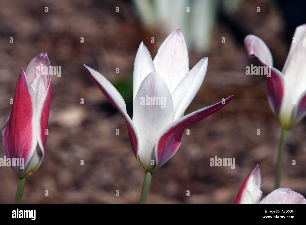 Fancy spring bulb hi-res stock photography and images - Alamy