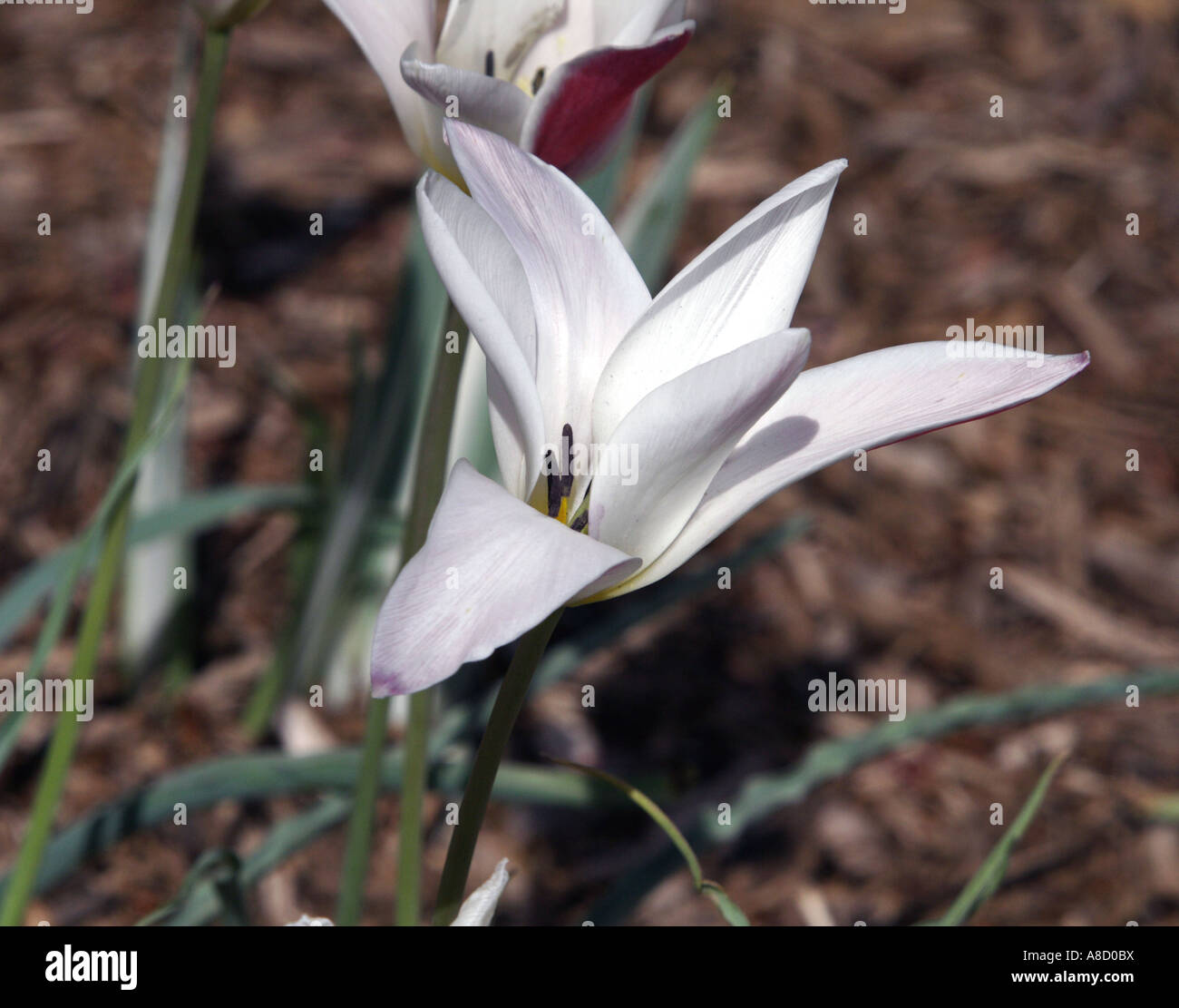 Fancy spring bulb hi-res stock photography and images - Alamy