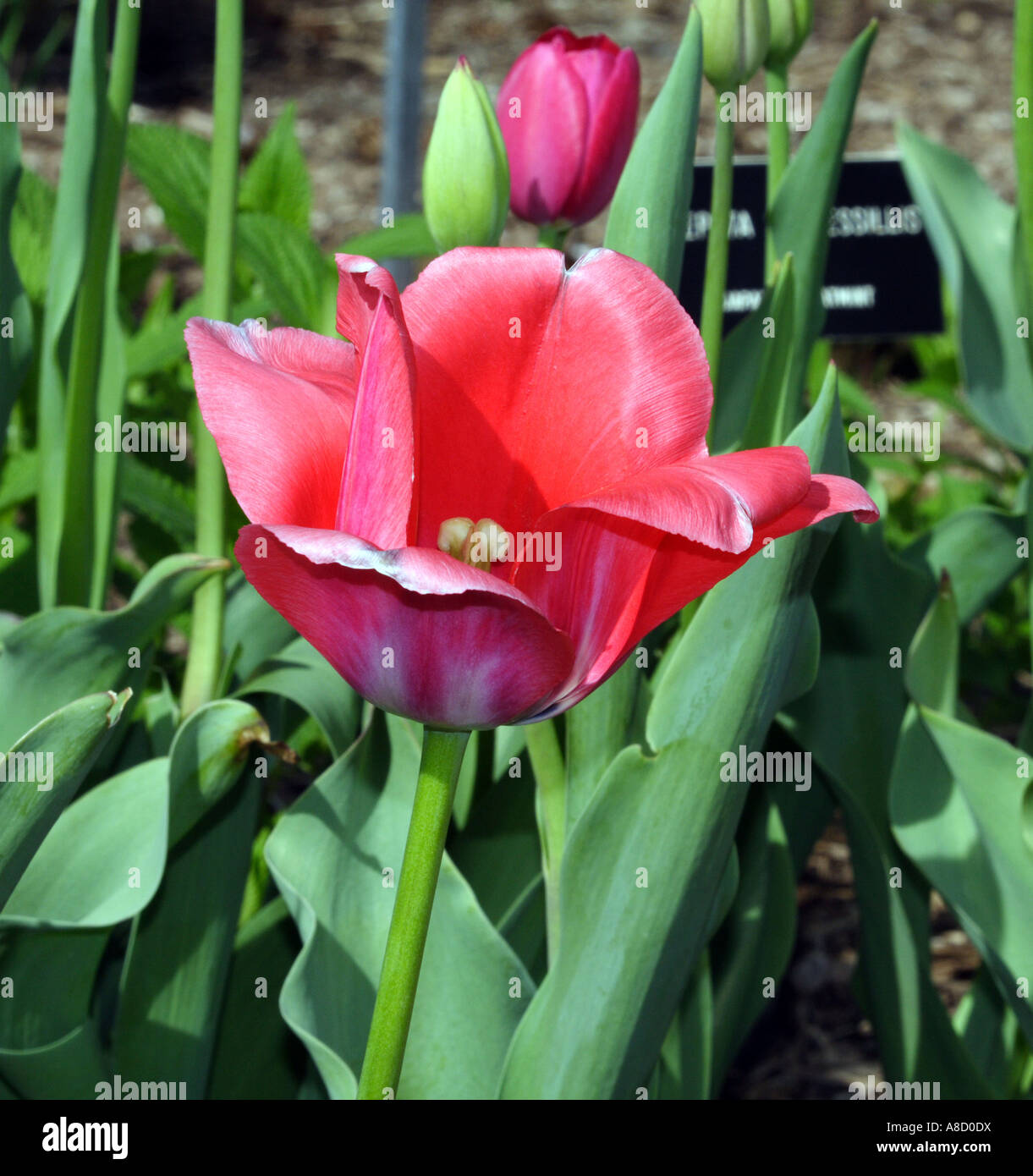 A red tulip Stock Photo - Alamy