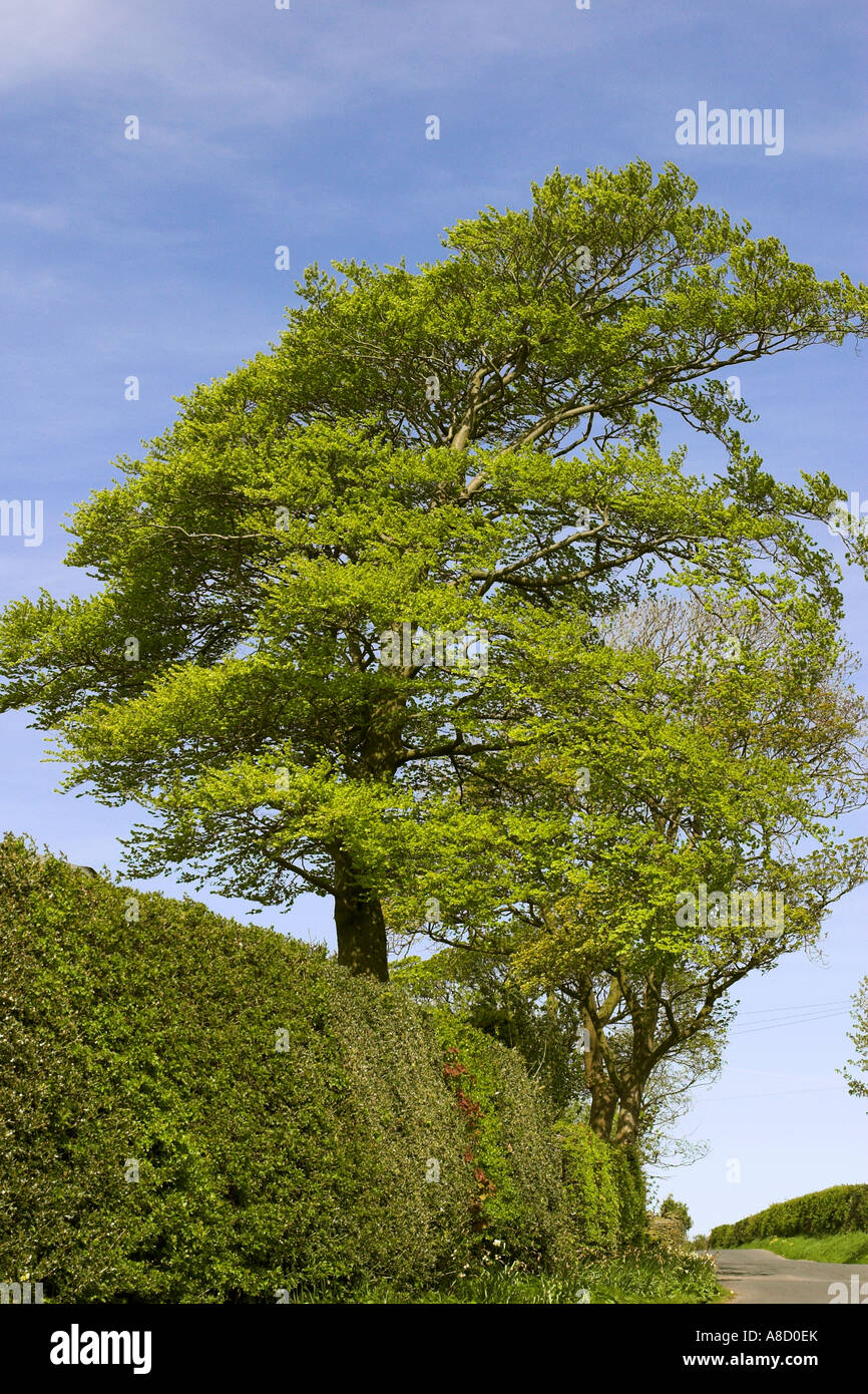 Prevailing wind hi-res stock photography and images - Alamy