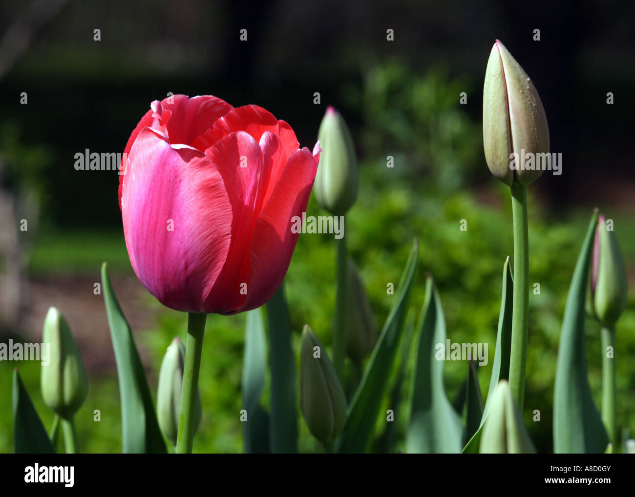 A red tulip Stock Photo - Alamy