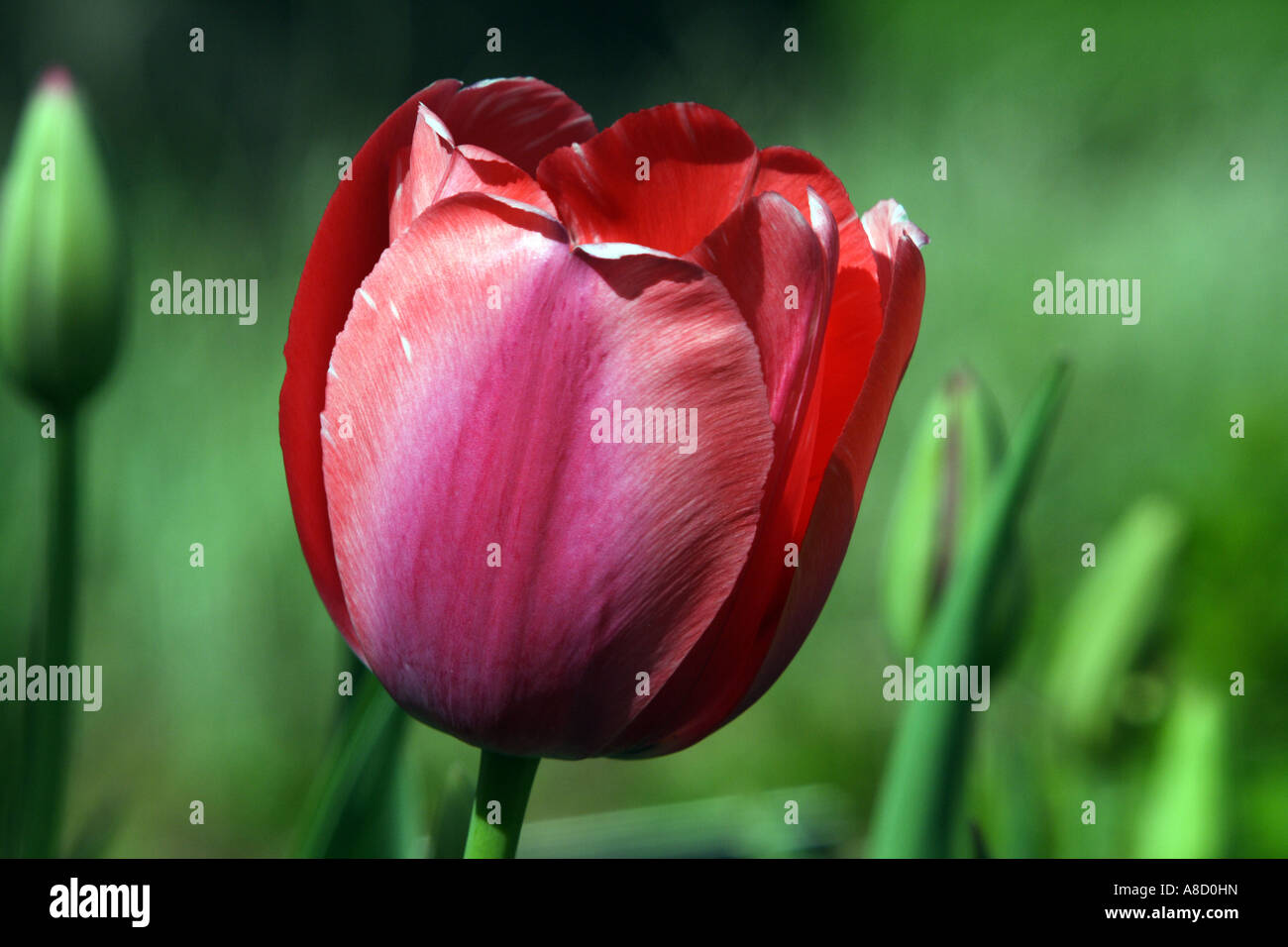A red tulip Stock Photo - Alamy