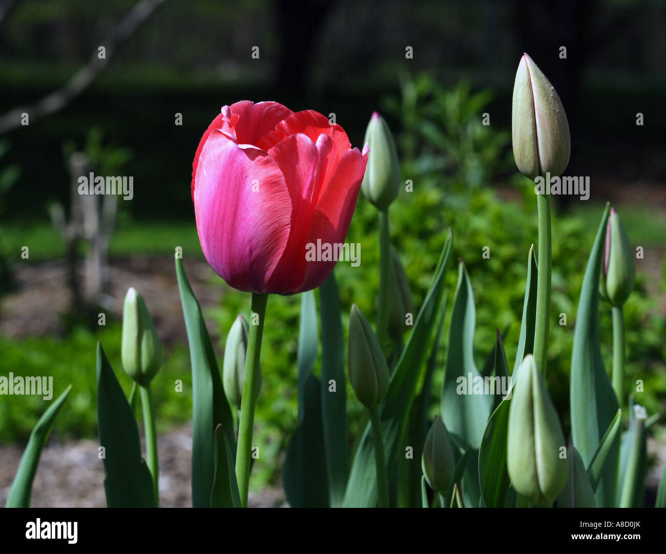 A red tulip Stock Photo - Alamy