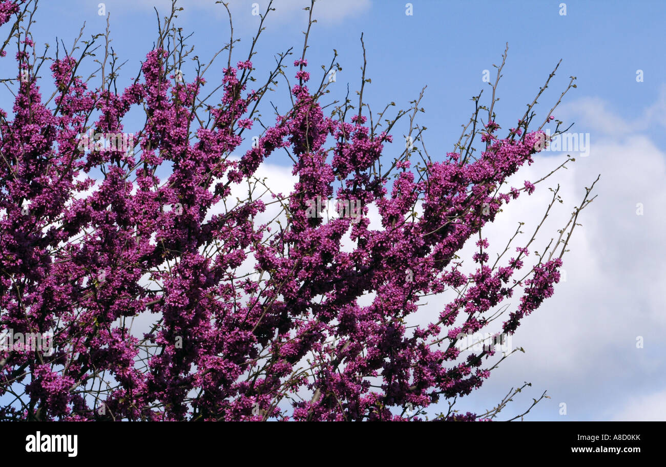 Red Bud tree and a blue sky Stock Photo - Alamy