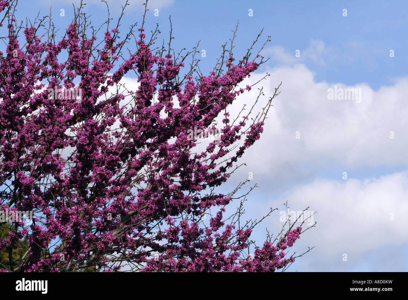 Red Bud tree and a blue sky Stock Photo - Alamy