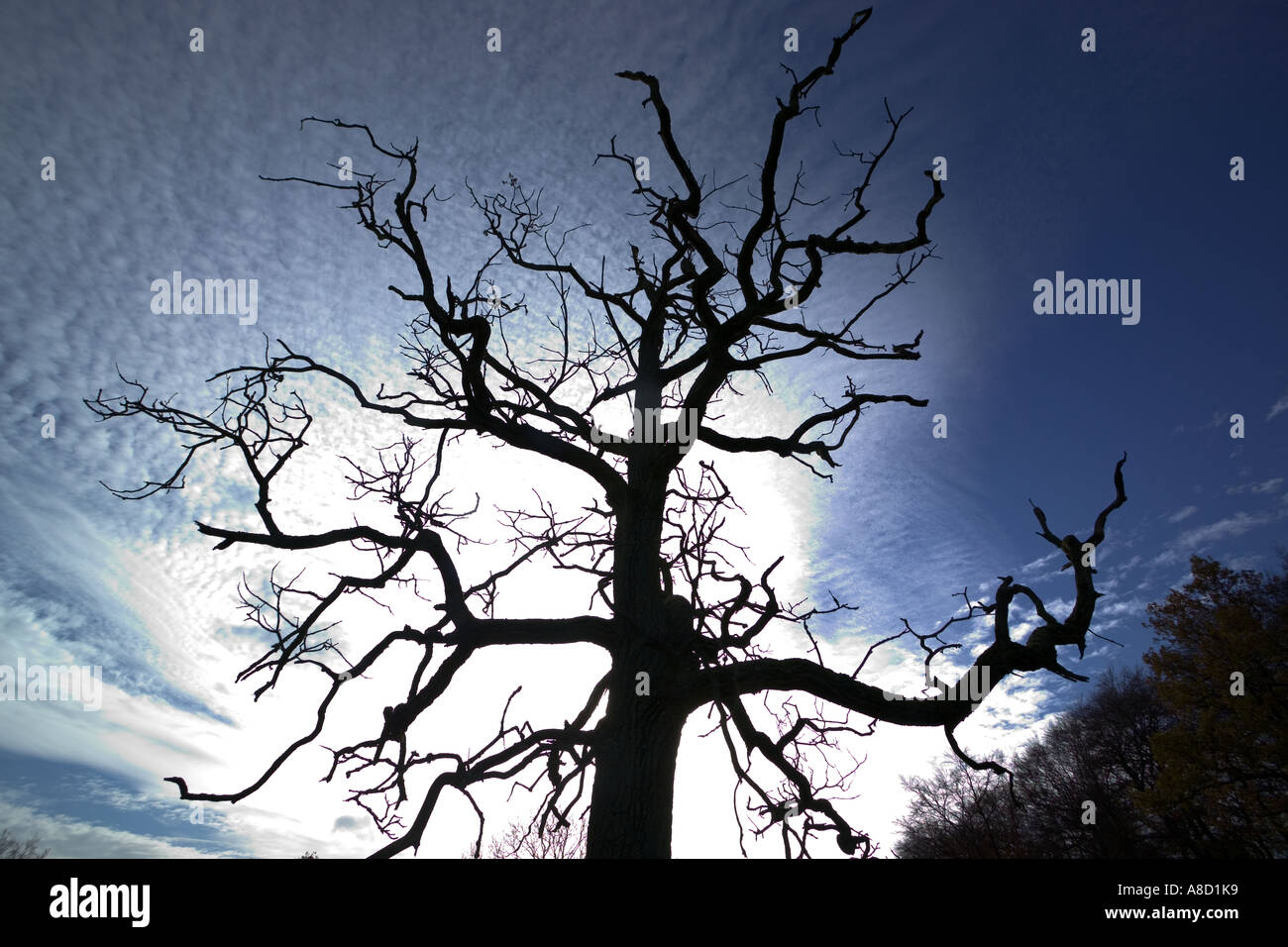 A dead oak tree (stag headed) in the Cotswolds at Crickley Hill ...