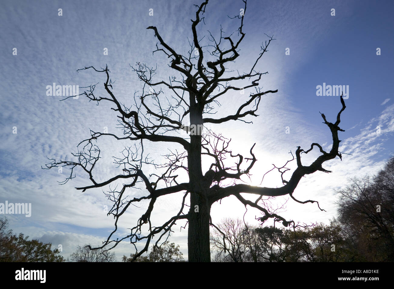 Stag oak tree hi-res stock photography and images - Alamy