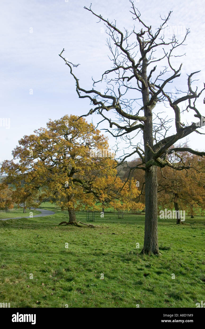A dead oak tree (stag headed) and a live, healthy oak tree in the ...