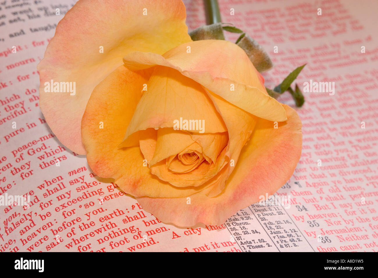 Close up of a yellow rose laying on a King James version of the Bible ...
