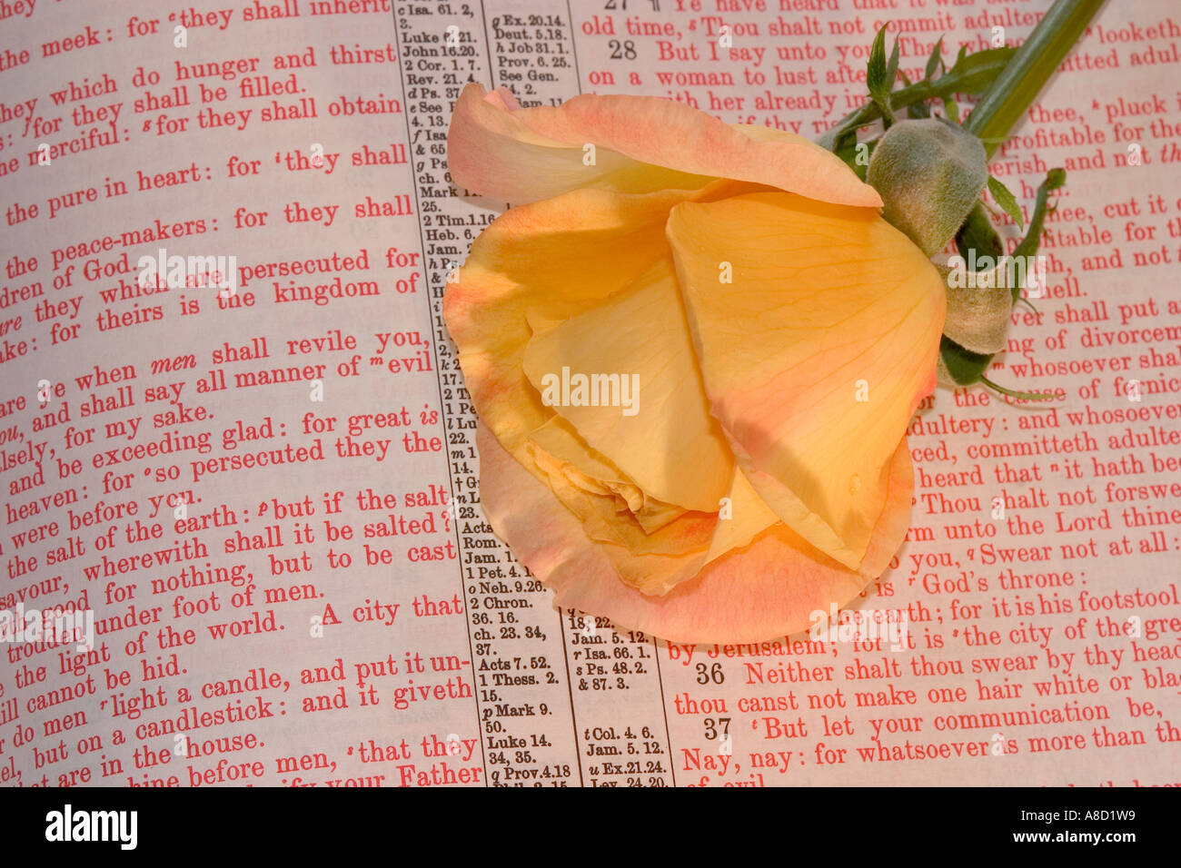 Close up of a yellow rose laying on a King James version of the Bible ...