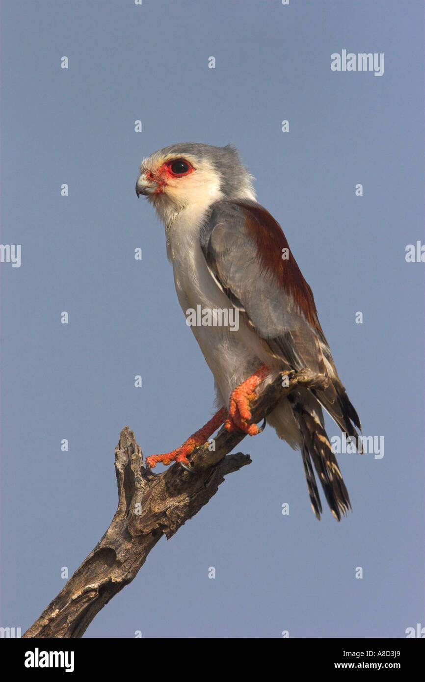 Pygmy Falcon Polihierax semitorquatus female hunting from perch in ...