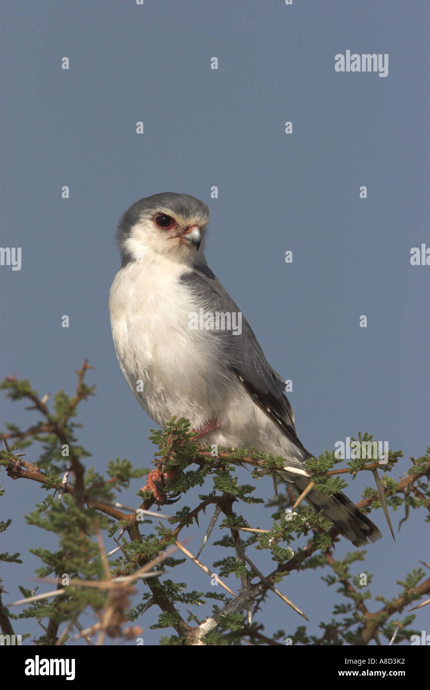Pygmy Falcon Polihierax semitorquatus male hunting from perch in acacia ...