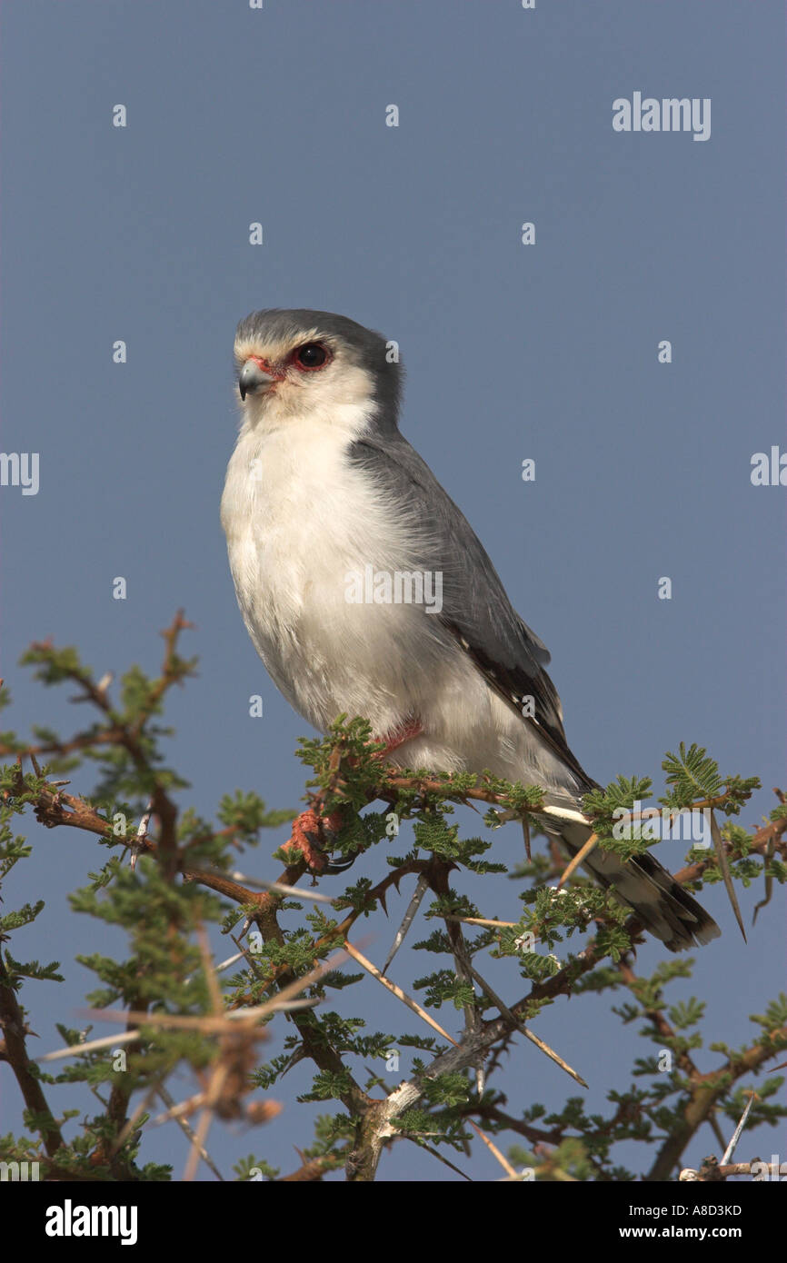 Pygmy Falcon Polihierax semitorquatus male hunting from perch in acacia ...