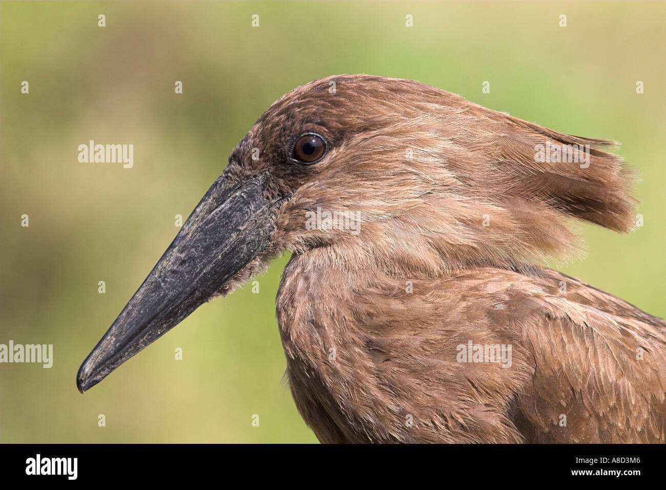 Hammer head bird hi-res stock photography and images - Alamy