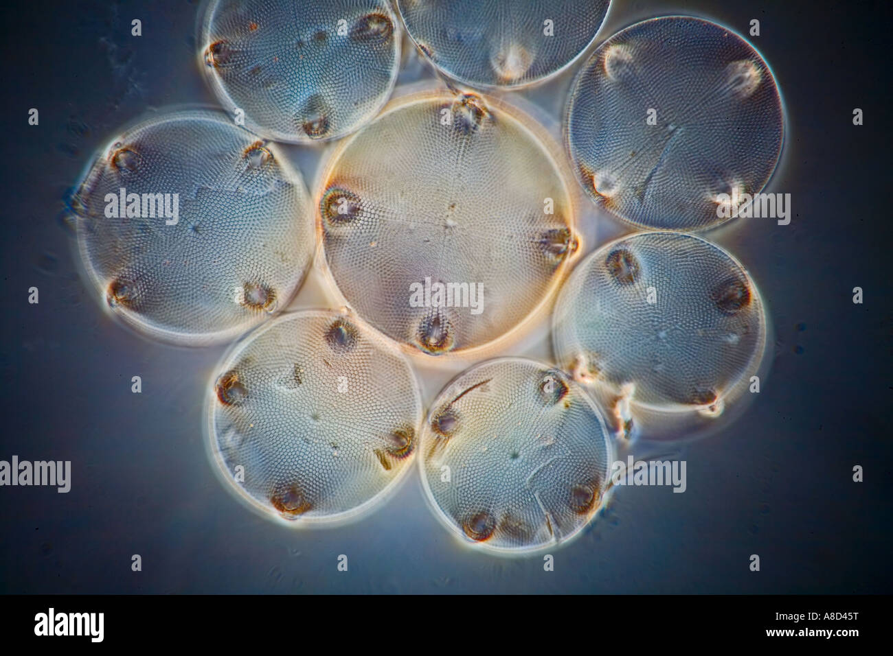Aulacodiscus sp hi-res stock photography and images - Alamy
