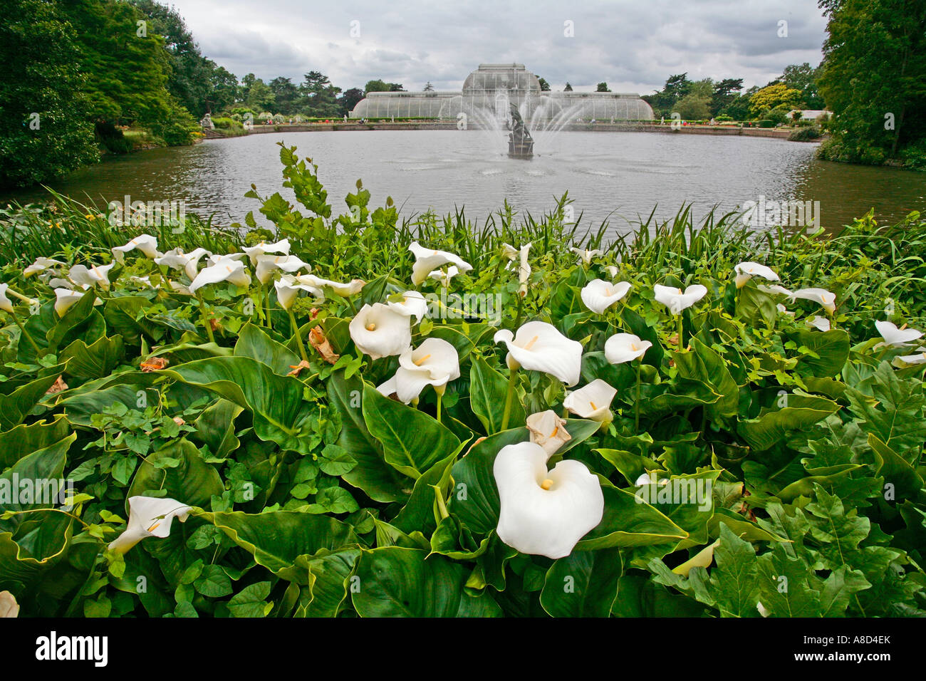 Kew gardens palm house with aurum lilies in foreground with lake Stock ...