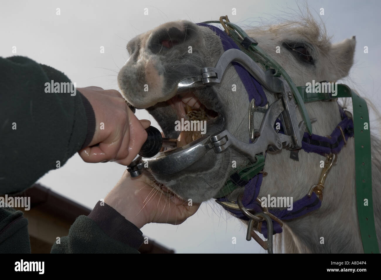 Equine Dentist rasping horses teeth Stock Photo - Alamy