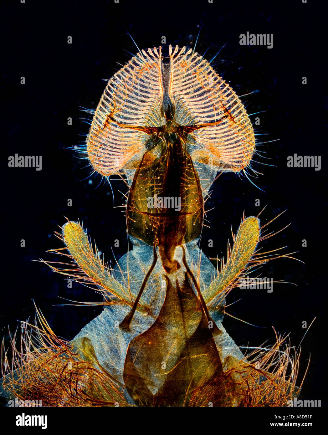 Blowfly microscope hi-res stock photography and images - Alamy