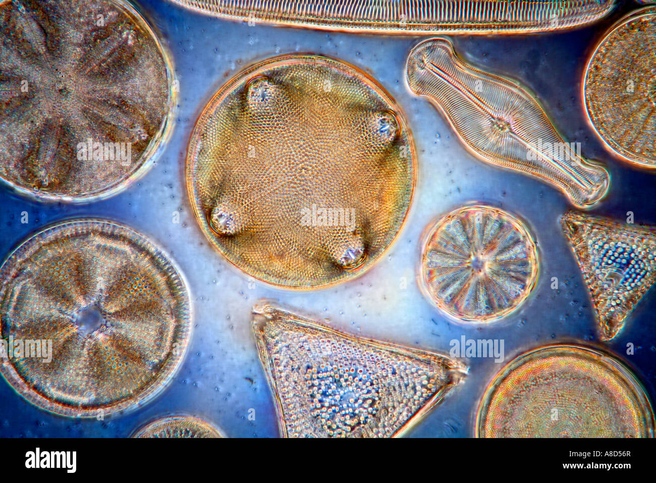 Microscope marine life biology botany pond diatom mixed diatom forms hi ...