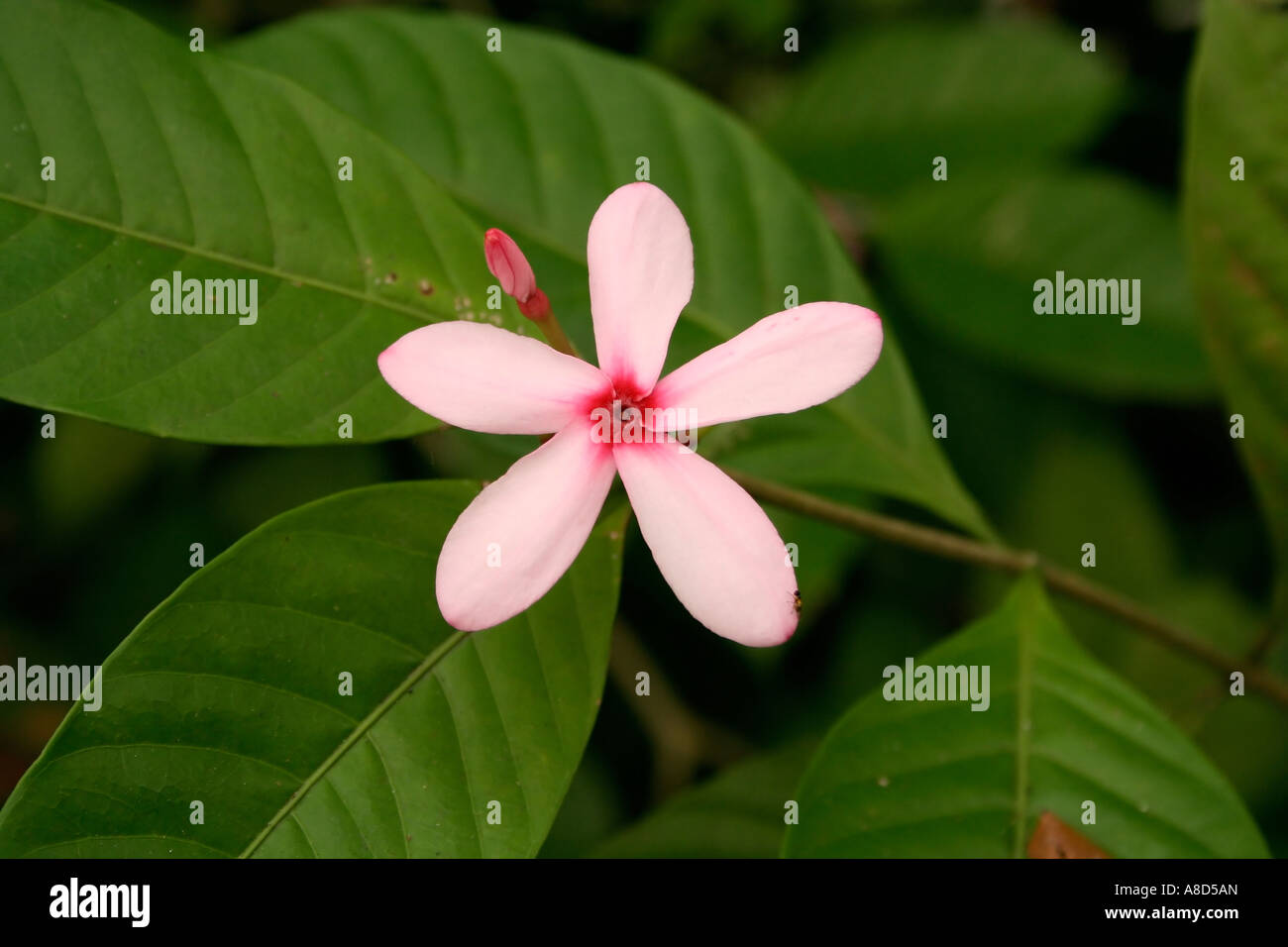 Pinwheel flower from India, Ervatamia divaricata Stock Photo - Alamy