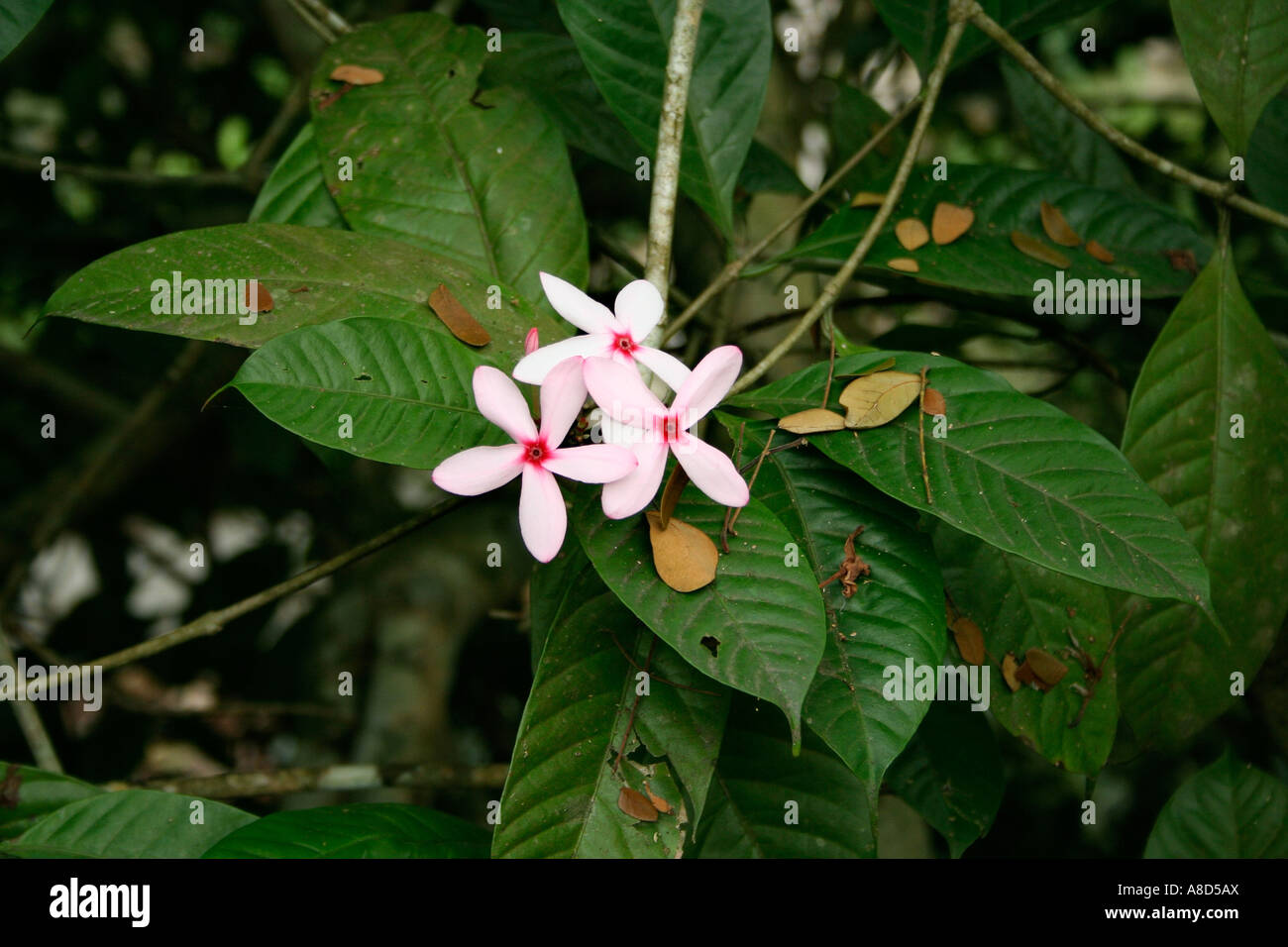 Ervatamia divaricata hi-res stock photography and images - Alamy