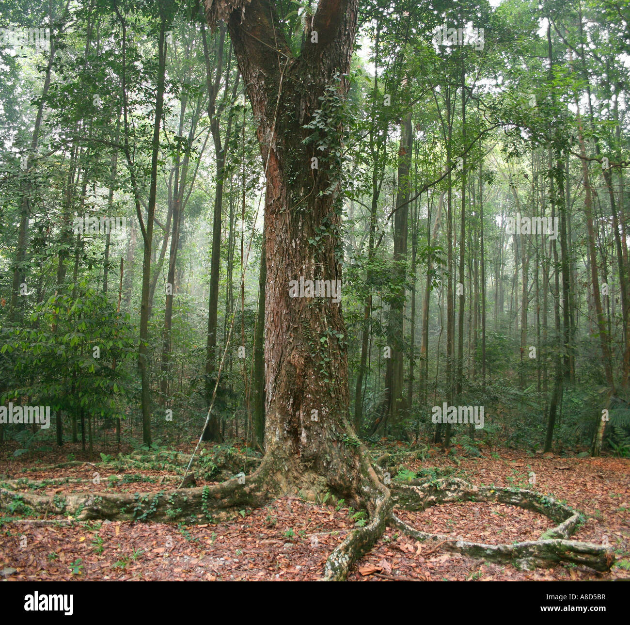 Tropical rainforest Malaysia, aerial buttress roots misty steamy ...
