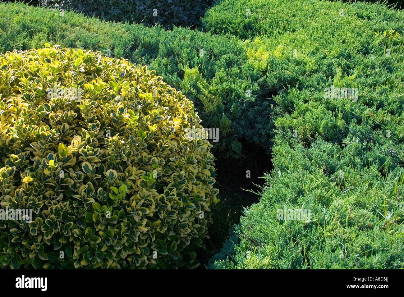 Hedging mix of conifer leaves Stock Photo - Alamy