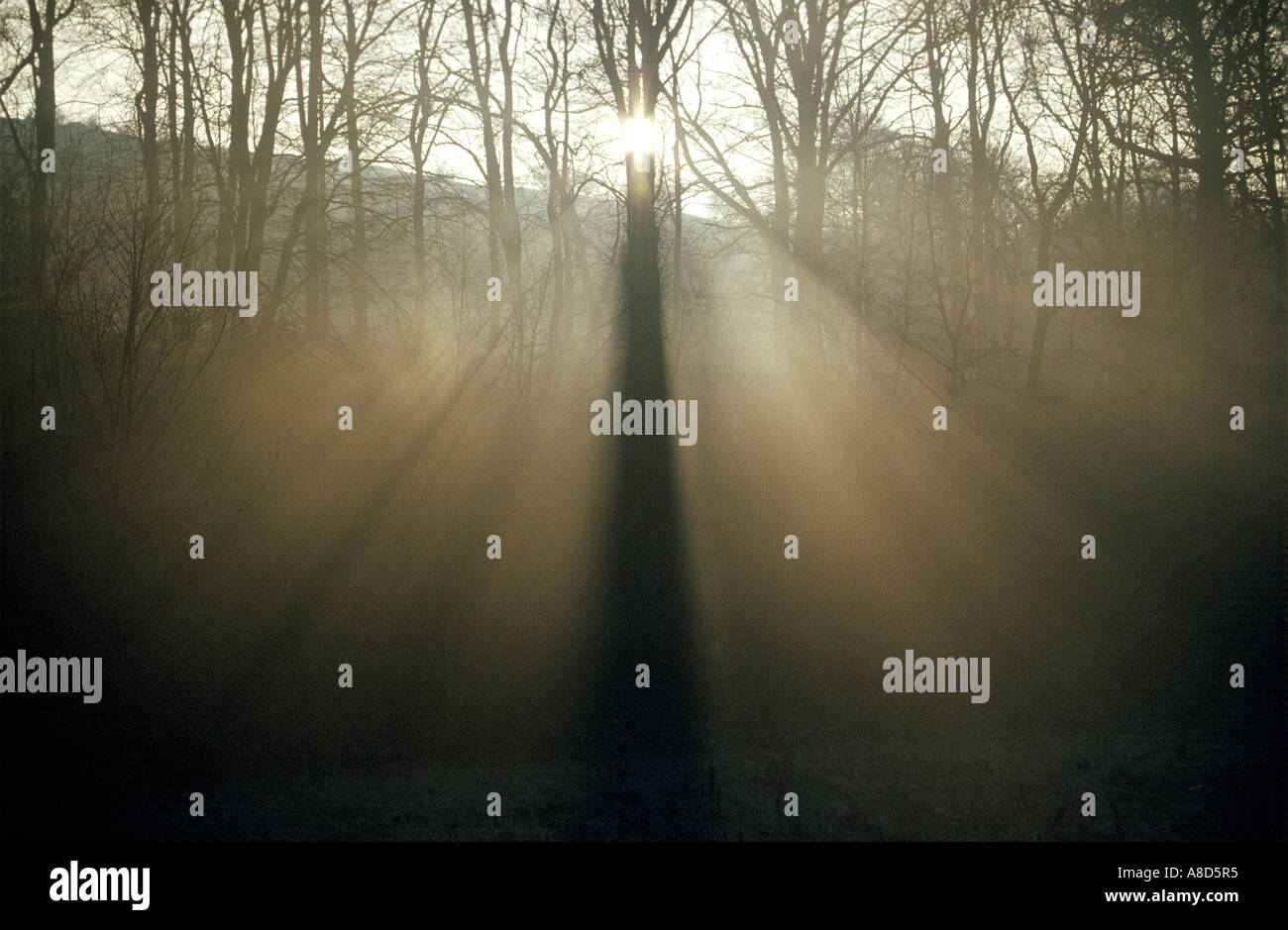 Sunlight streaming through misty woodland hi-res stock photography and ...