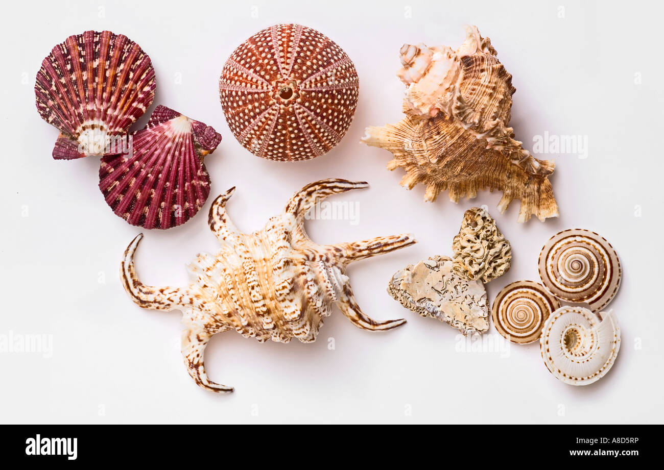 Shell collection hi-res stock photography and images - Alamy