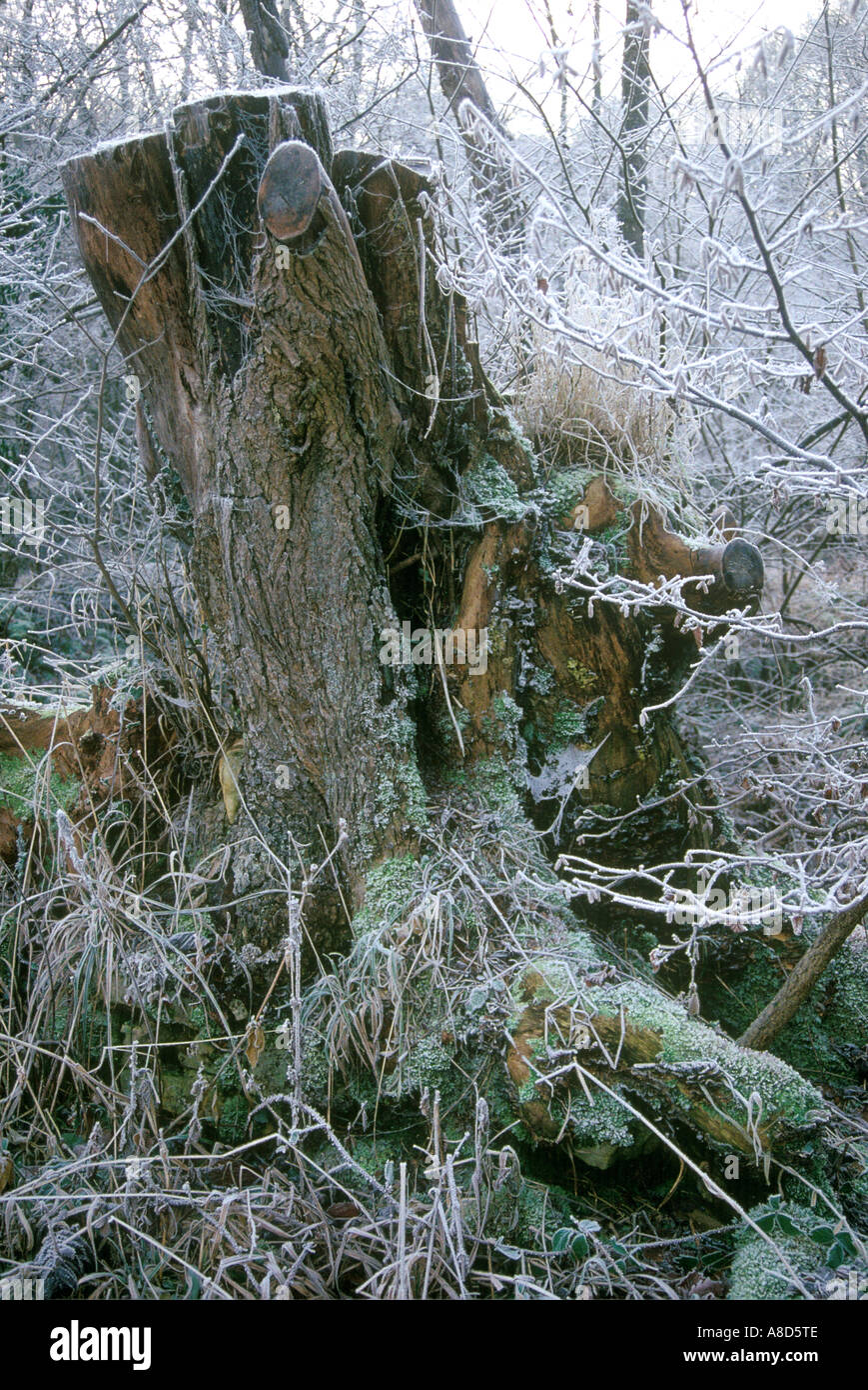 Frozen tree stump near Plankey Mill, Northumberland Stock Photo - Alamy