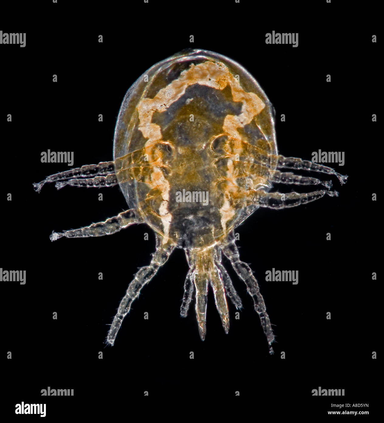 parasitic mite darkfield illumination photomicrograph Stock Photo - Alamy