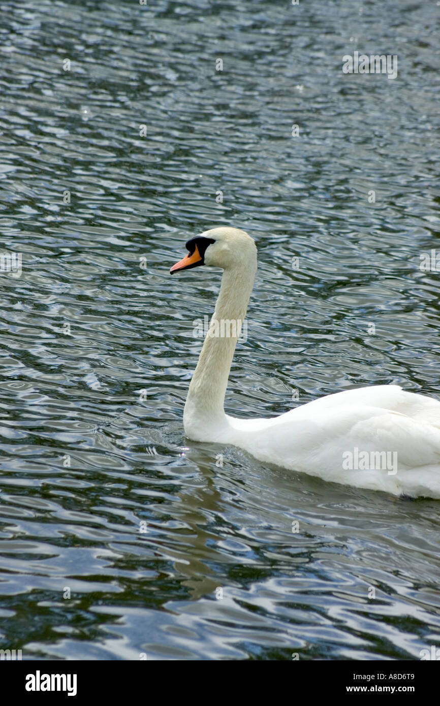 Swan on the River Severn at Deerhurst, Gloucestershire Stock Photo - Alamy
