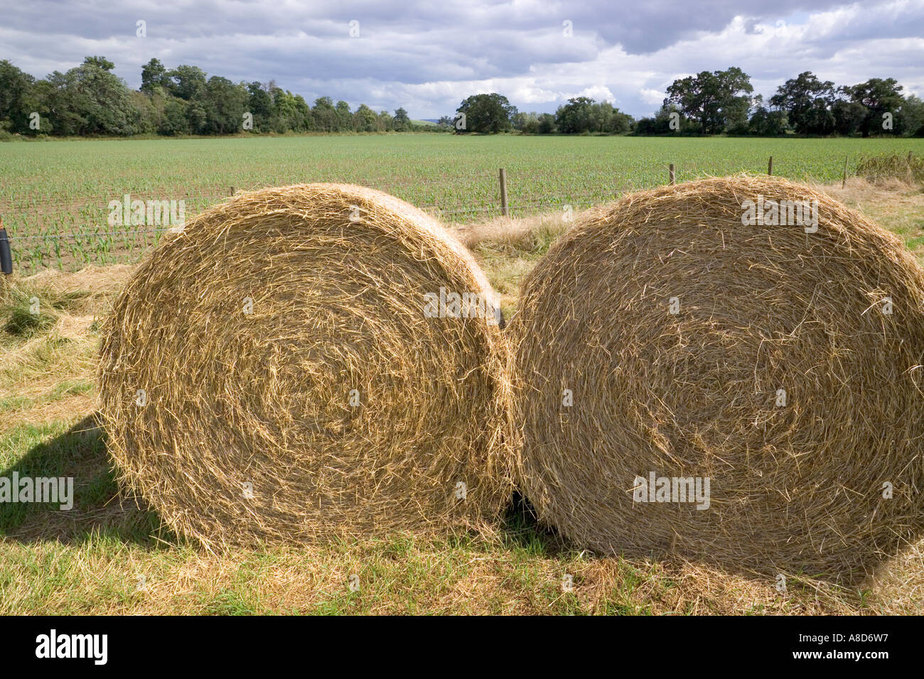 Rolled big bales of hay at Deerhurst, Gloucestershire Stock Photo - Alamy