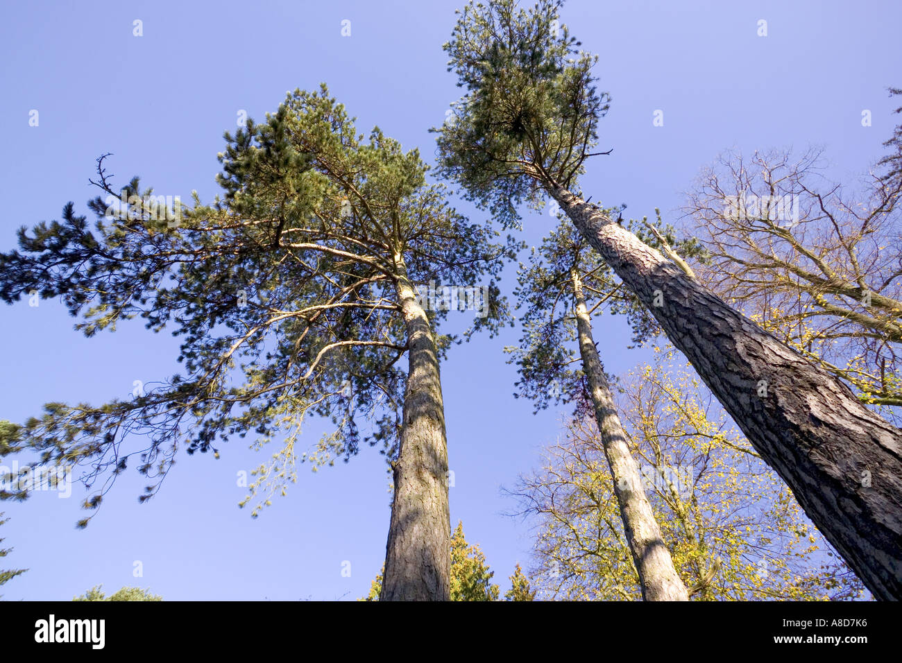 Tall conifers at Westonbirt Arboretum, Gloucestershire Stock Photo - Alamy