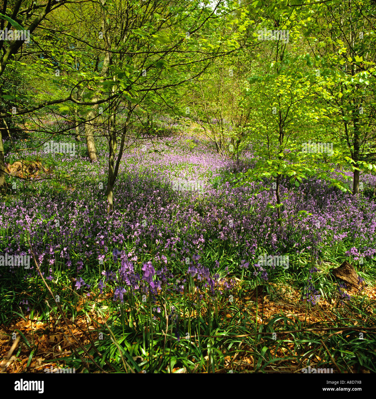 Uk cheshire pott shrigley village hi-res stock photography and images ...
