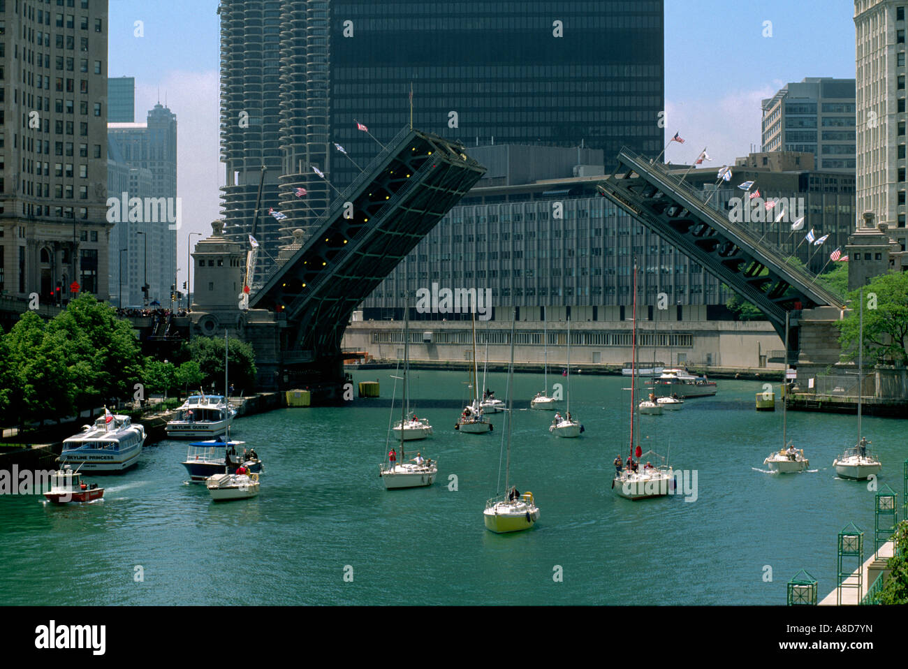 A REGATA of SAIL BOATS on the CHICAGO RIVER pass under the MICHIGAN ...