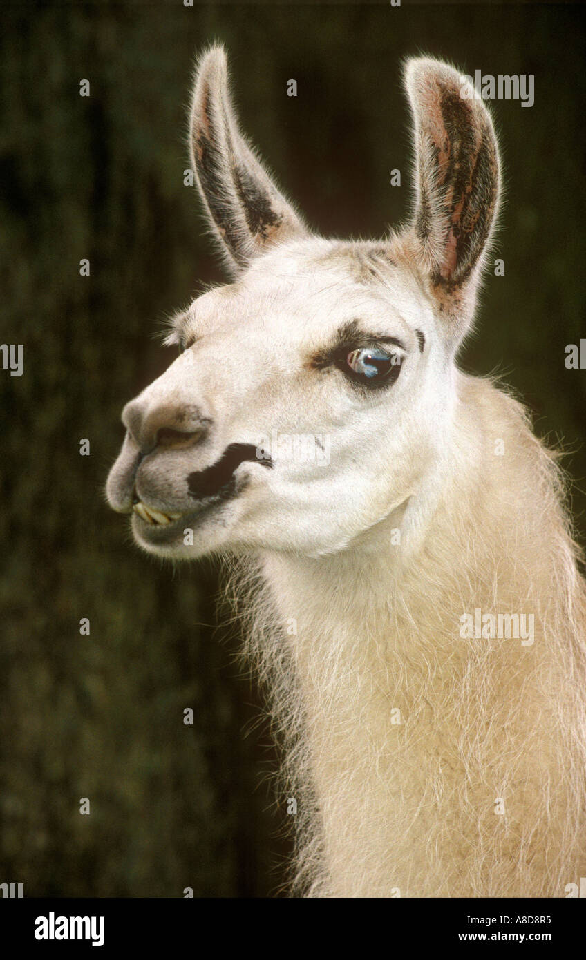 Llama humour hi-res stock photography and images - Alamy