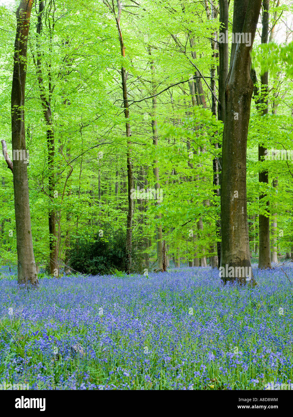 Bluebells in bloom in micheldever wood hi-res stock photography and ...