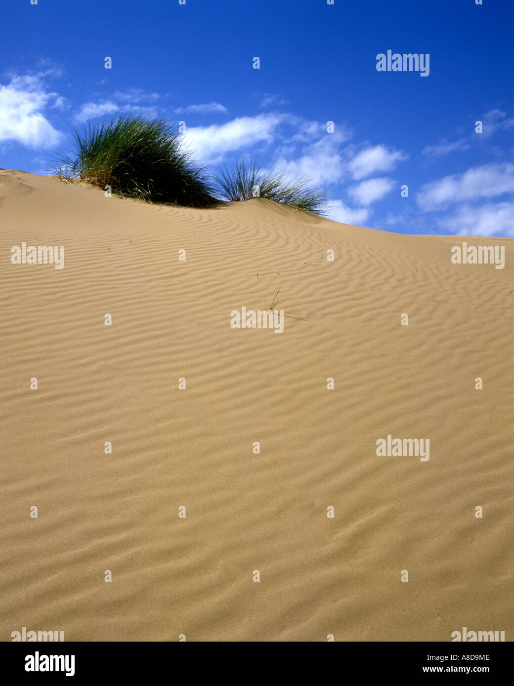 Sand dunes on Braunton Burrows National Nature Reserve, Braunton, Devon ...