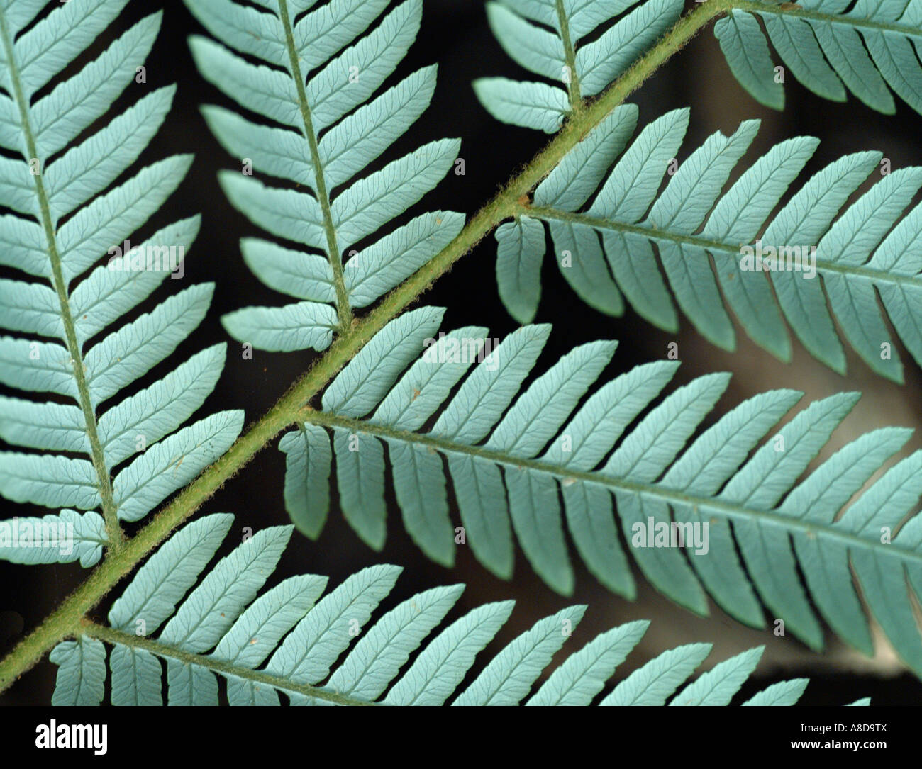 Fern leaf pattern Stock Photo - Alamy
