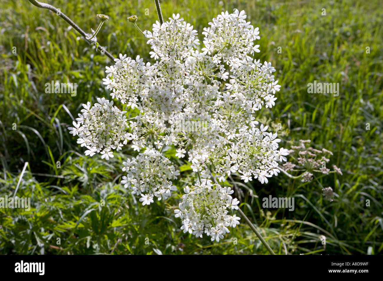 Umbellifera on the Cotswolds Stock Photo - Alamy