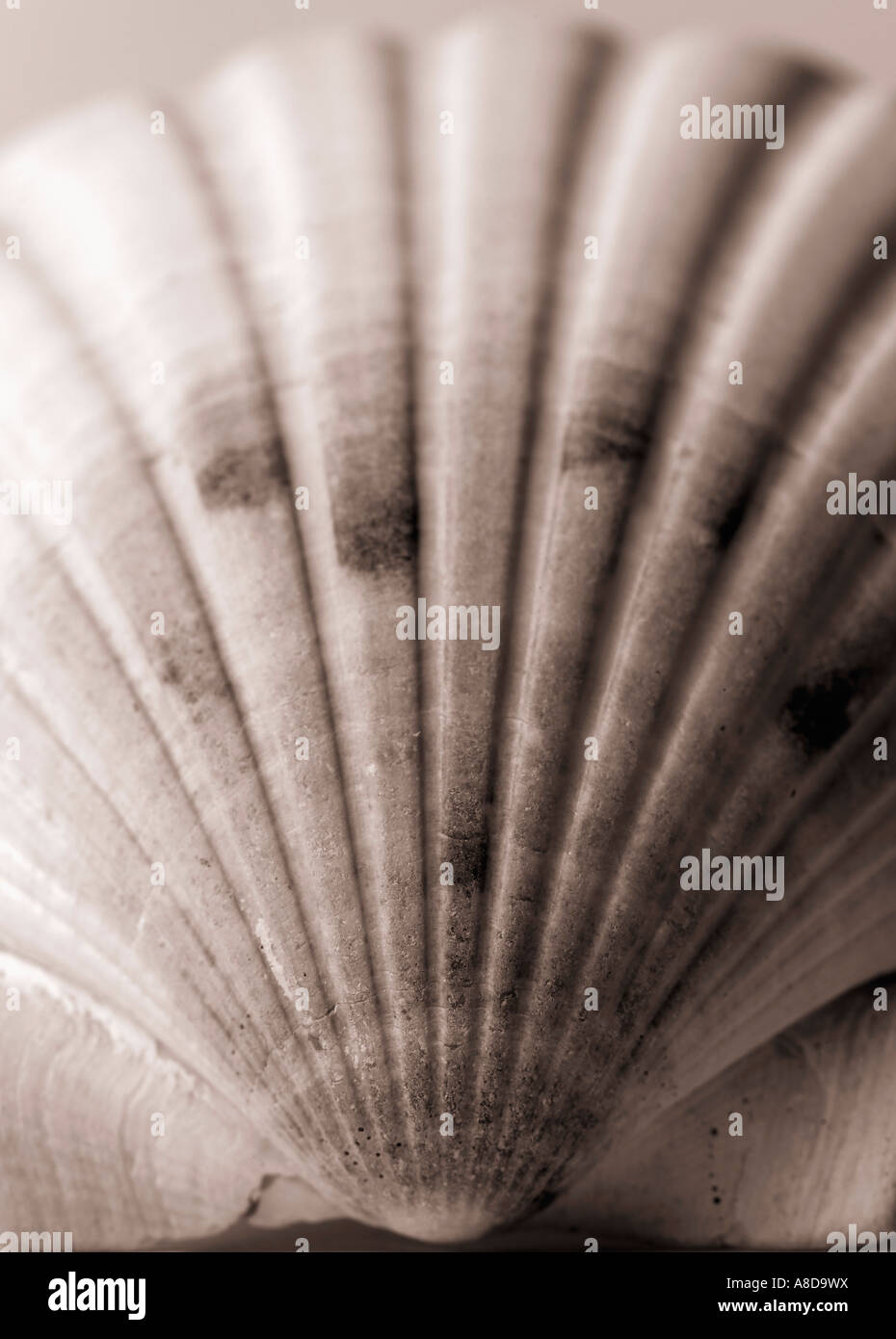 Geometric shell hi-res stock photography and images - Alamy